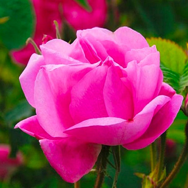 Ruža | Prirodni sastojci | L'OCCITANE Srbija